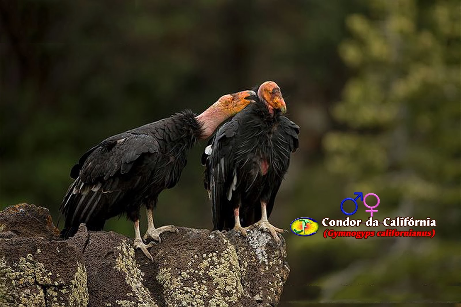 ORNITOLOGIA: Condor-da-California (Gymnogyps californianus)